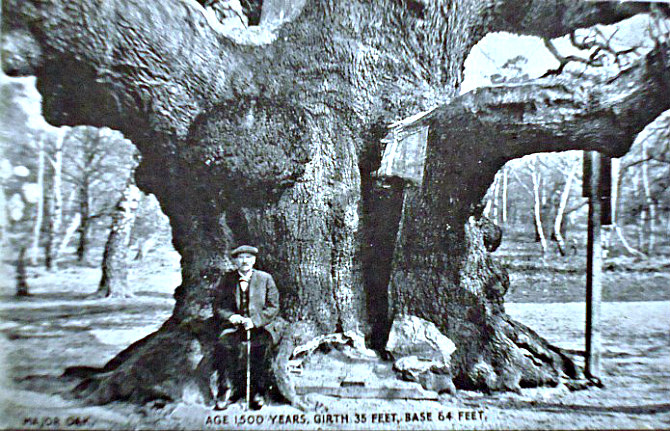 The Major Oak, Sherwood Forest, Nottinghamshire | The Journal Of ...