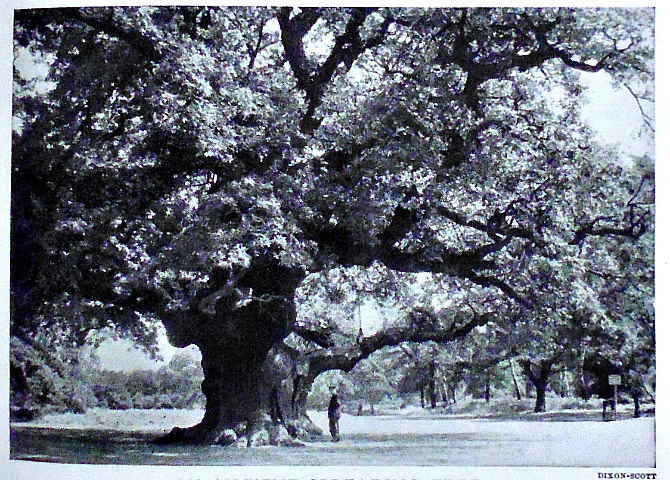 The Major Oak, Sherwood Forest, Nottinghamshire | The Journal Of ...